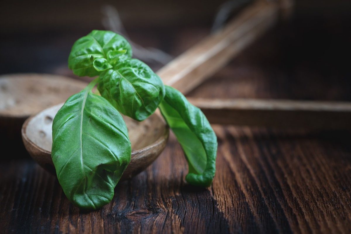 Basil: King of Greek Herbs & Culture | The Greek Vibe