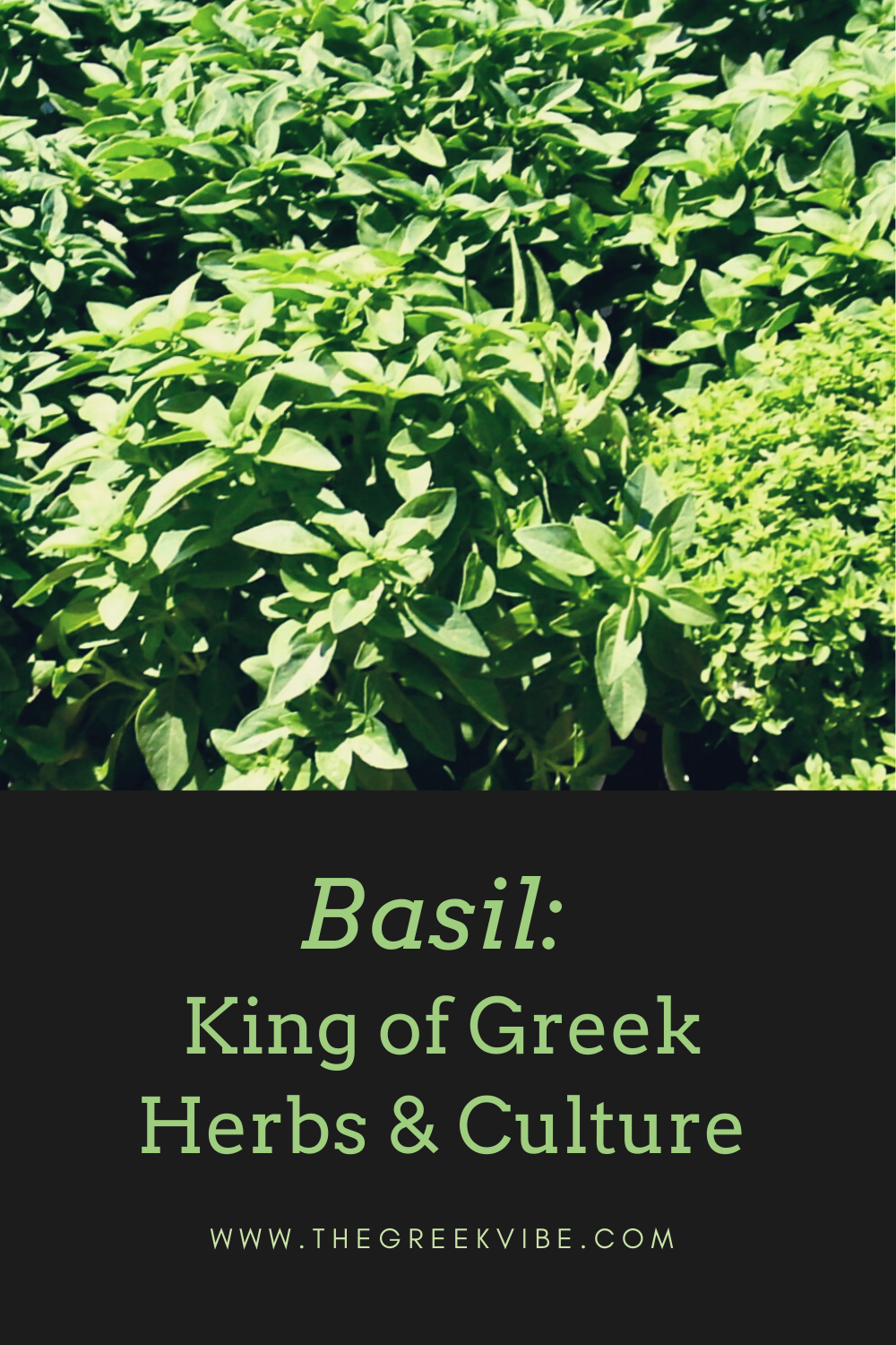 Basil: King of Greek Herbs & Culture | The Greek Vibe
